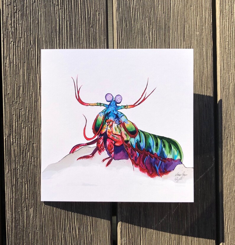 Mantis Shrimp Card # 3 - Etsy