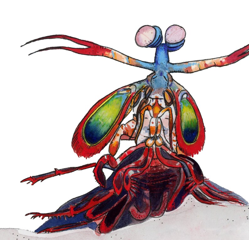 Art Print, Peacock Mantis Shrimp, Original Illustration - Etsy