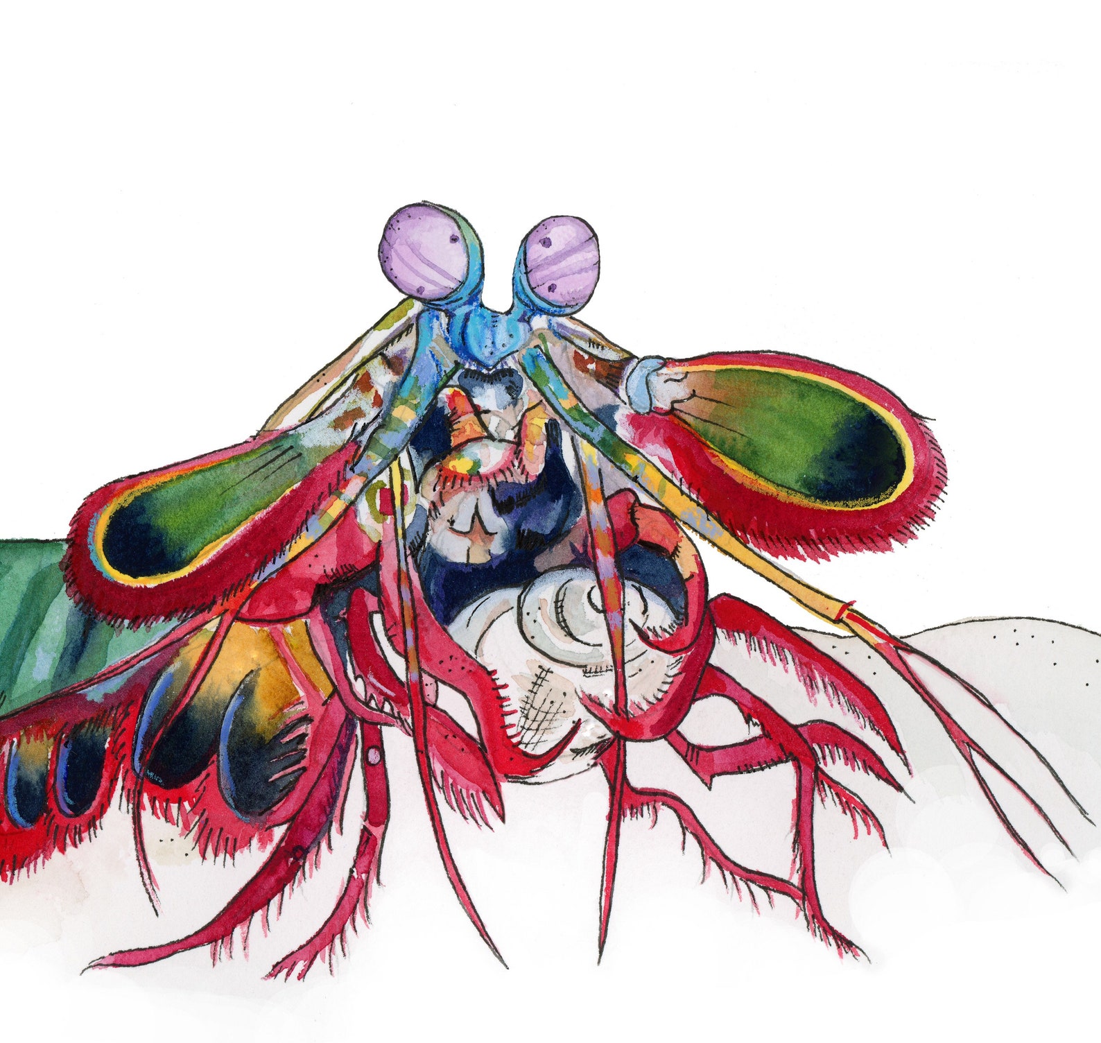 Peacock Mantis Shrimp Original Illustration 4, Giclee Print - Etsy
