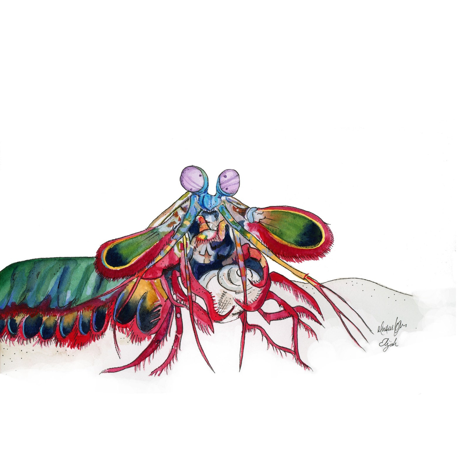 Peacock Mantis Shrimp Original Illustration #4, Giclee Print - Etsy
