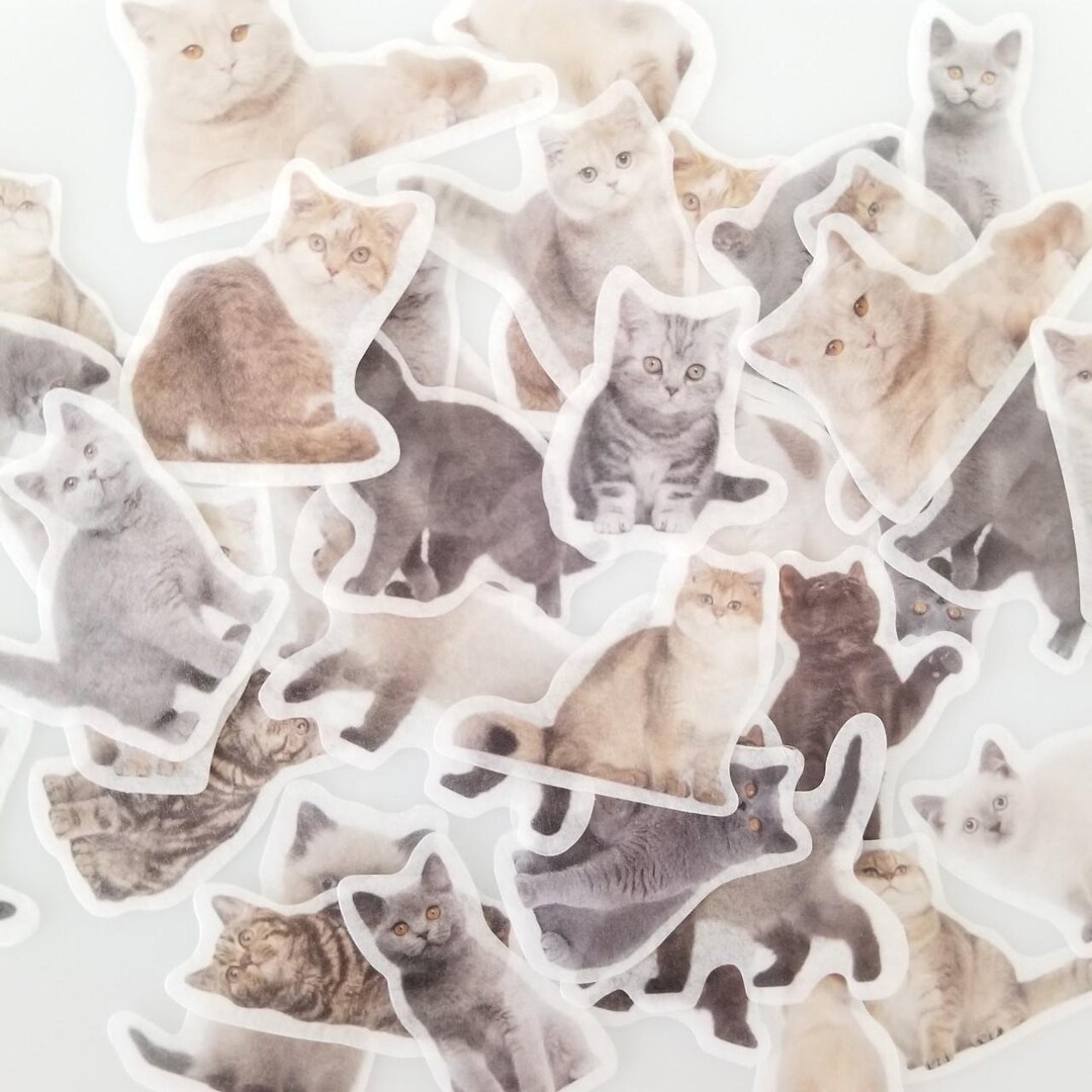 Realistic Kitty Stickers: Translucent Paper Cat Lover Gift (36 Pc) - Etsy
