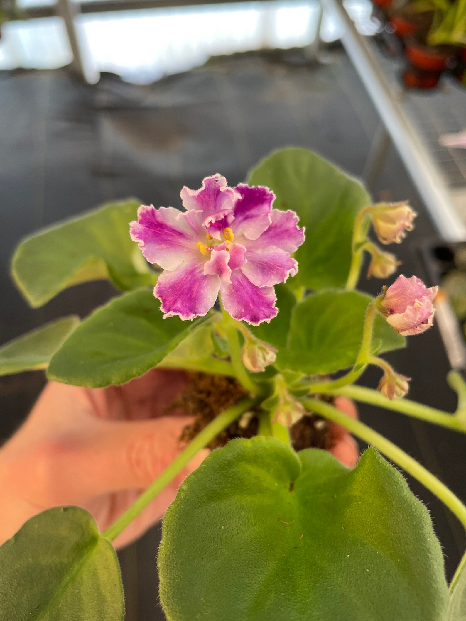 VAT Pulsar African Violet Starter Plant ALL Starter PLANTS - Etsy