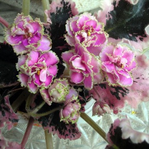 Wranglers Gaudy Lady African Violet Starter Plant ALL PLANTS - Etsy