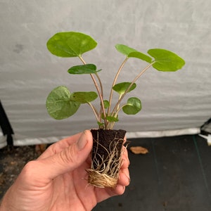 Farfugium Firefly “leopard Plant” “tractor Seat” Starter Plant (ALL ...