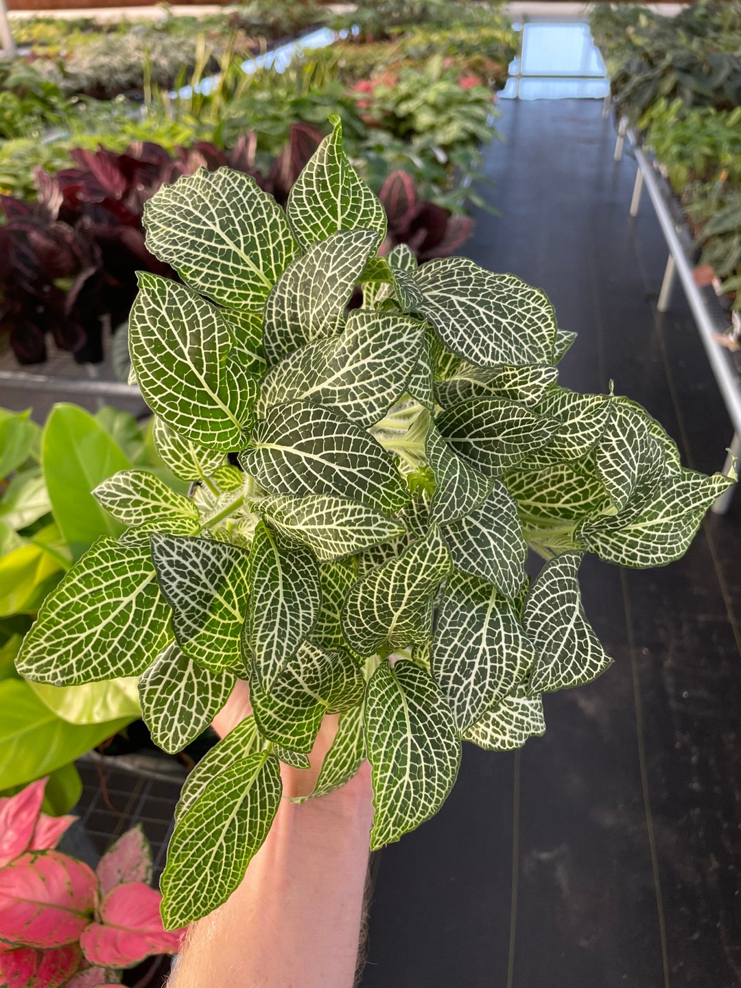 White Fittonia nerve Plant 4 Pot ALL PLANTS Require You to Purchase 2 ...