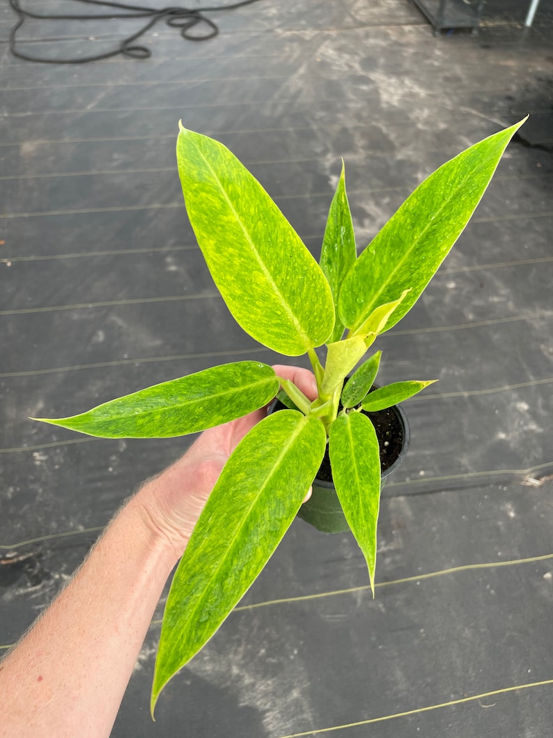Philodendron Calkins Gold 4 Pot ALL PLANTS Require You to - Etsy