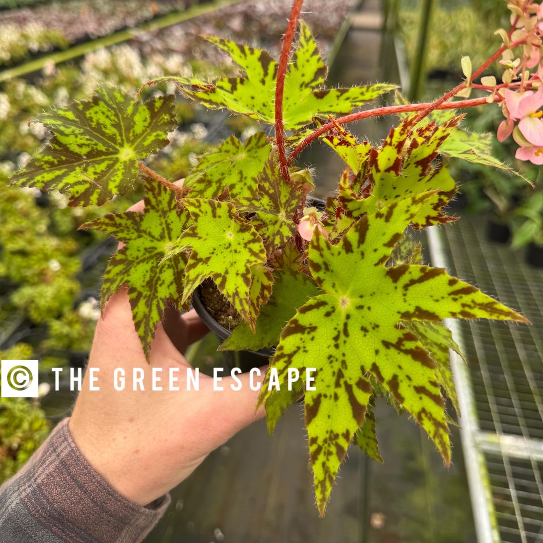 Begonia Geometry 4”pot (ALL PLANTS Require You to Purchase 2 Plants ...