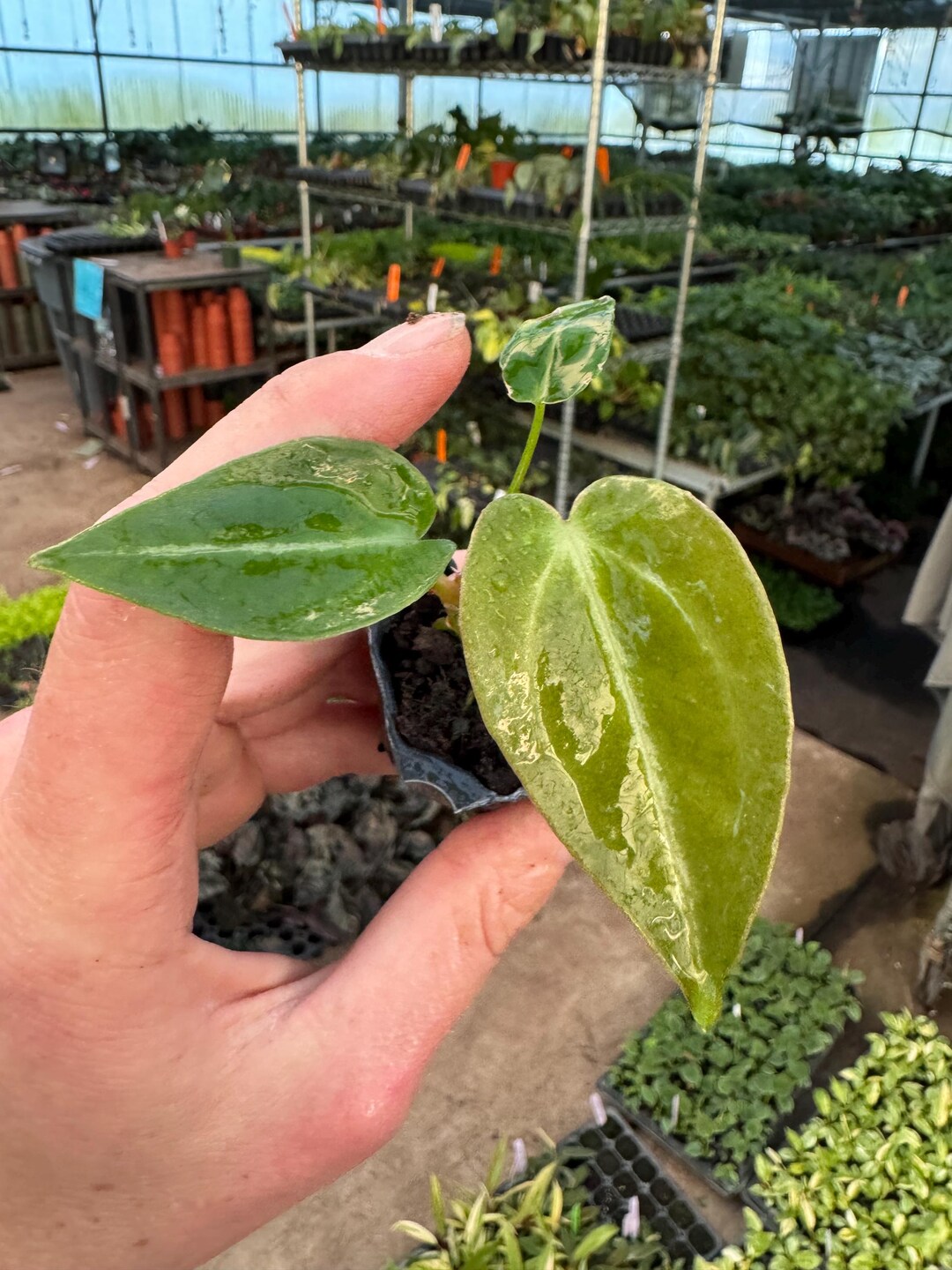 Anthurium Magnificum X Sp.napo Starter Plant (ALL STARTER PLANTS ...