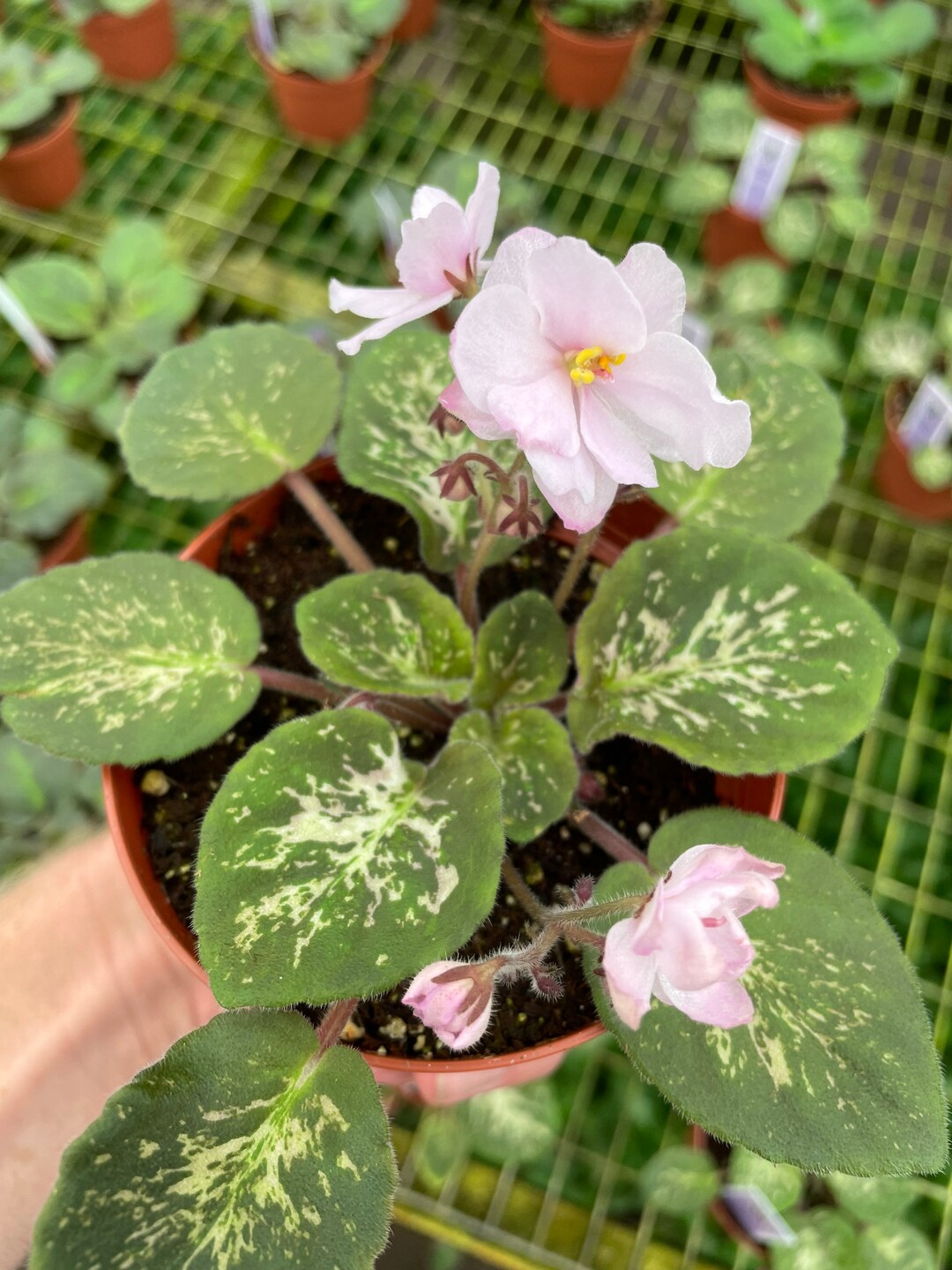 Harmonys Genetic Blush African Violet 4” Pot (ALL PLANTS Require You to ...