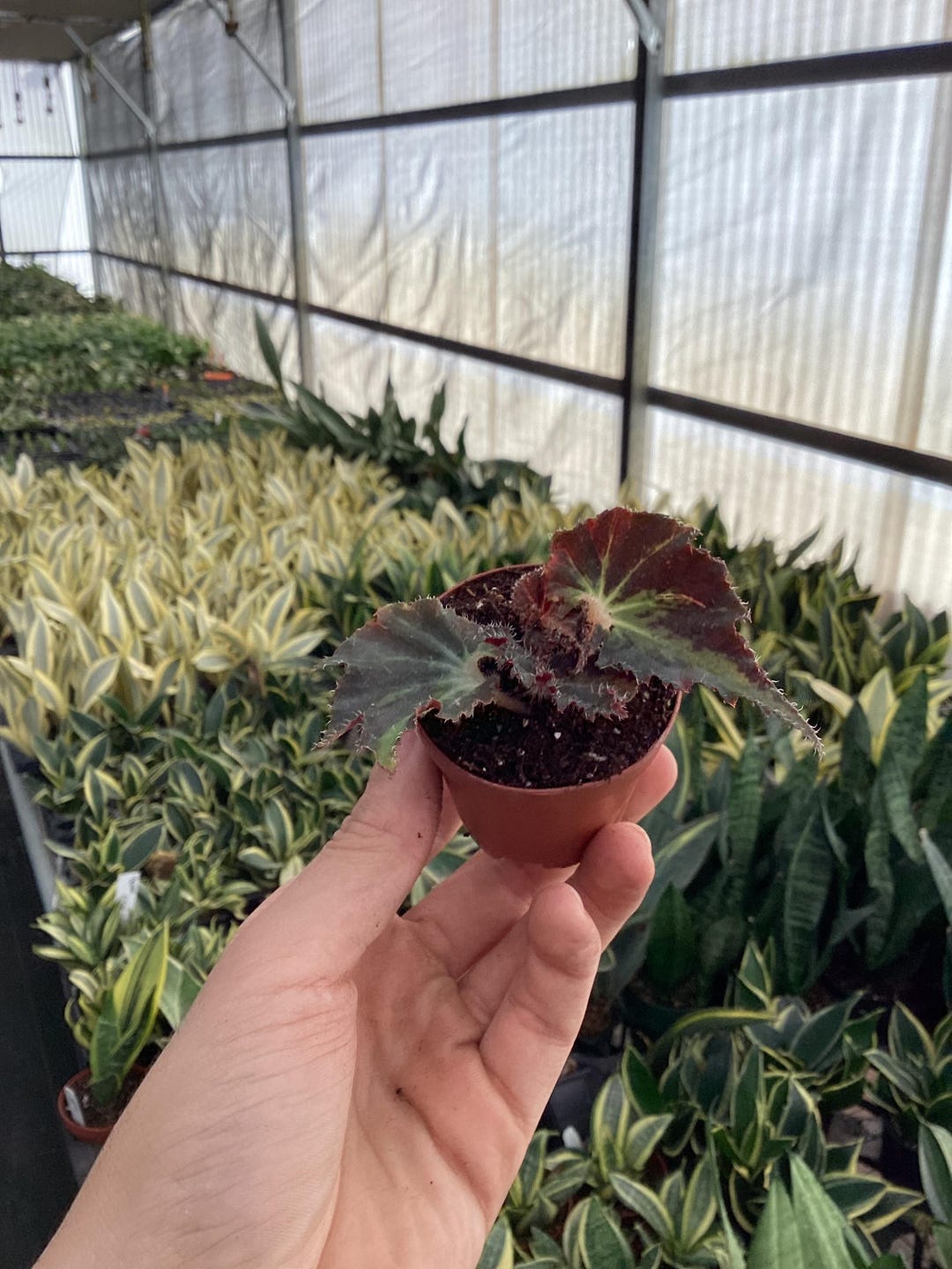 Begonia Comores 2 Pot ALL PLANTS Require You to Purchase 2 Plants - Etsy