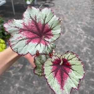 Harmonys Peppermint Twist Begonia Starter Plant (ALL STARTER PLANTS ...