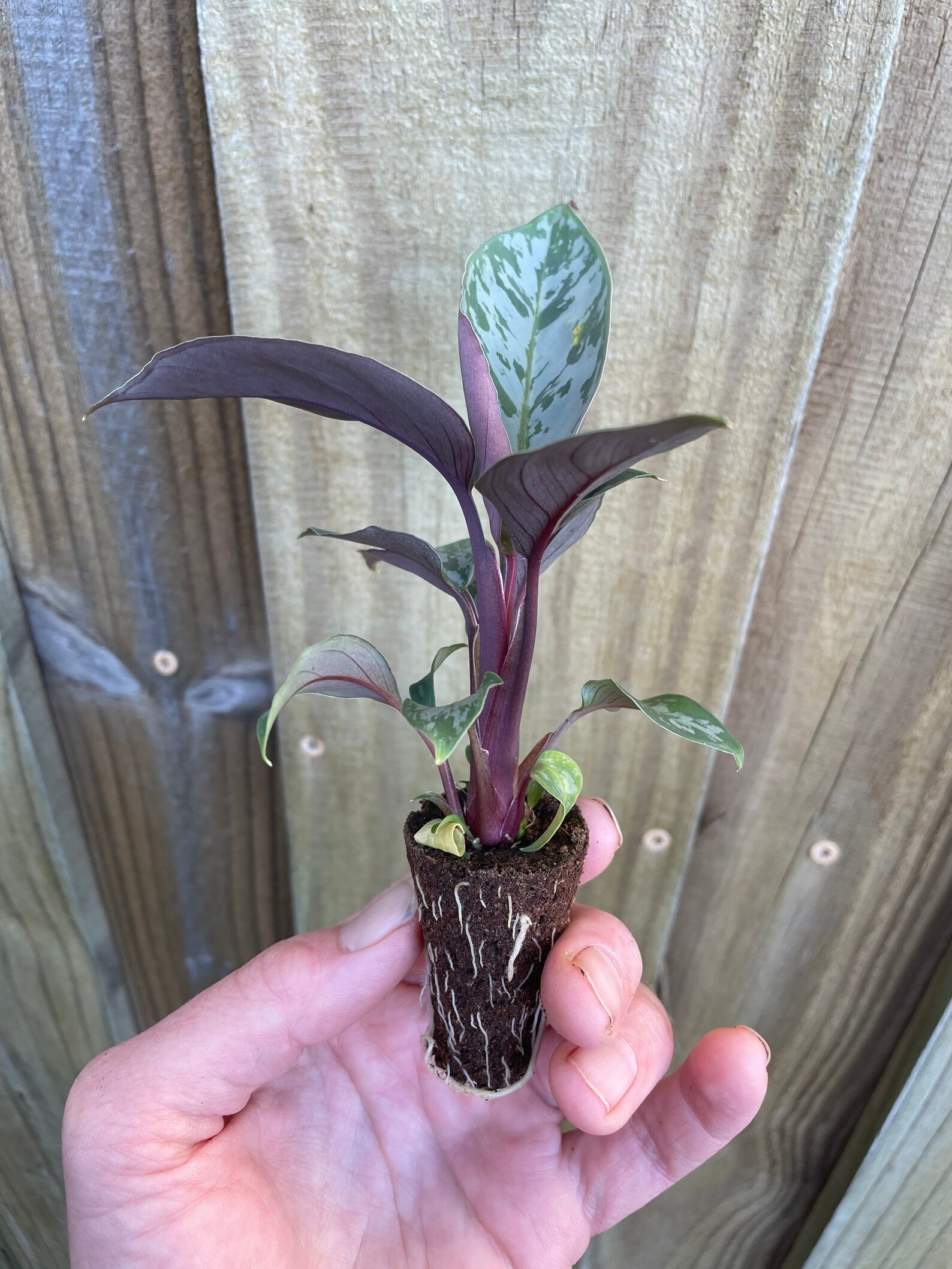 Apoballis Acuminatissimum Aka lavallei or red Sword - Etsy