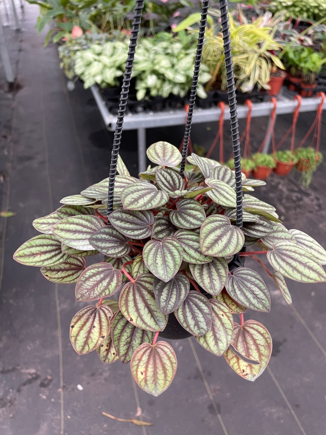 Peperomia Piccolo Banda 4hanging Basket ALL PLANTS Require - Etsy