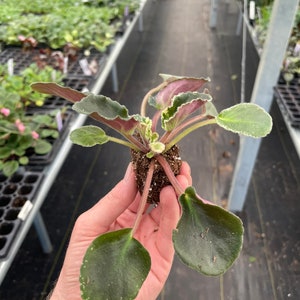 Country Cider African Violet Starter Plant (ALL PLANTS Require You to ...