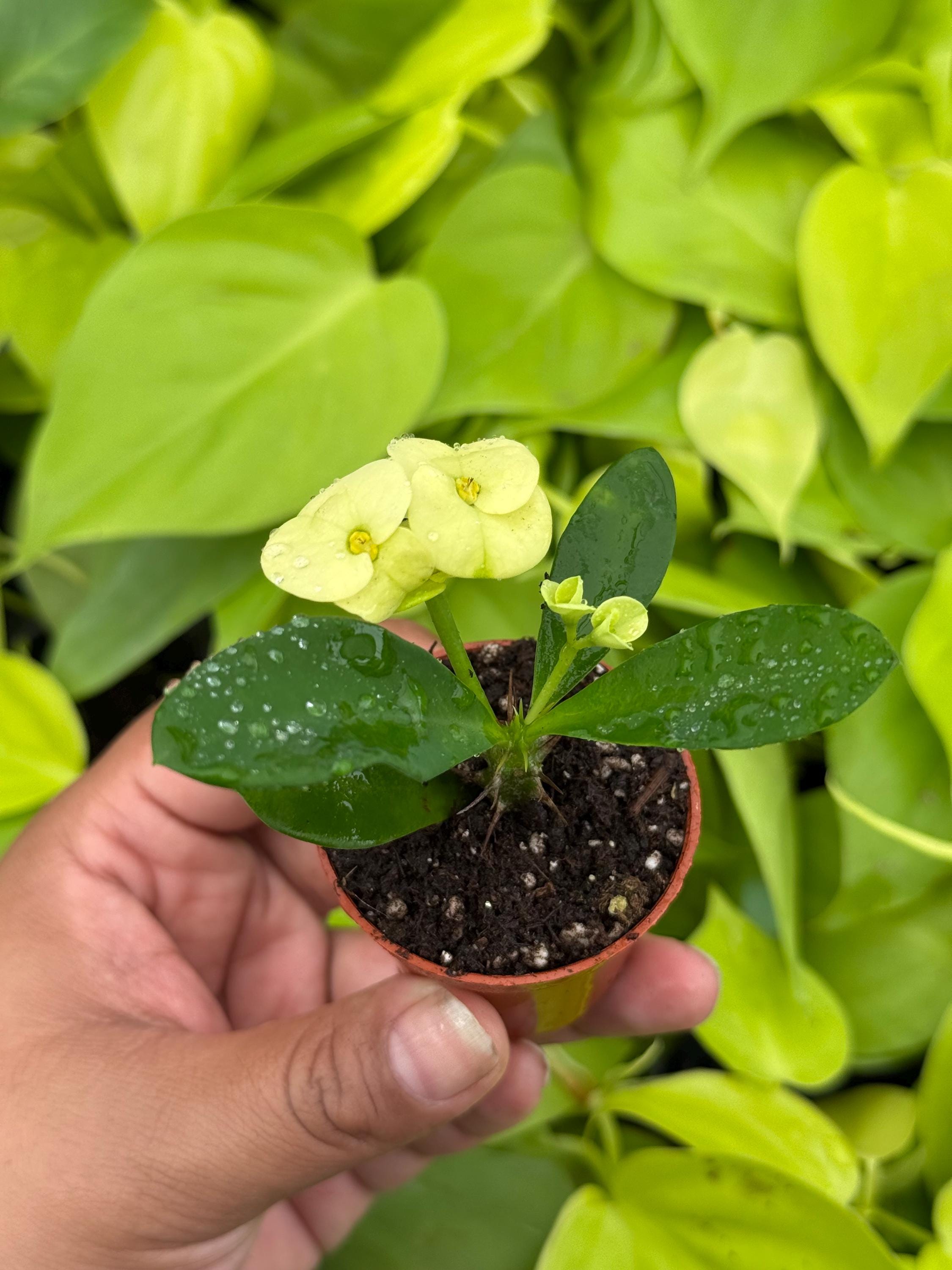 Euphorbia Maxi Dinni 2” Pot (ALL PLANTS Require You to Purchase 2 ...