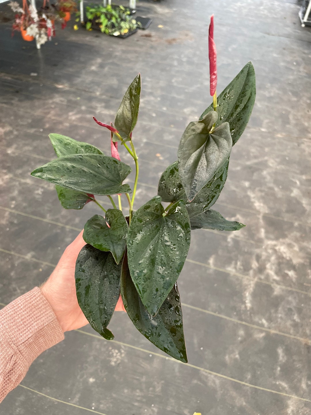 Syngonium Red Arrow Starter Plant (ALL STARTER PLANTS Require You to ...