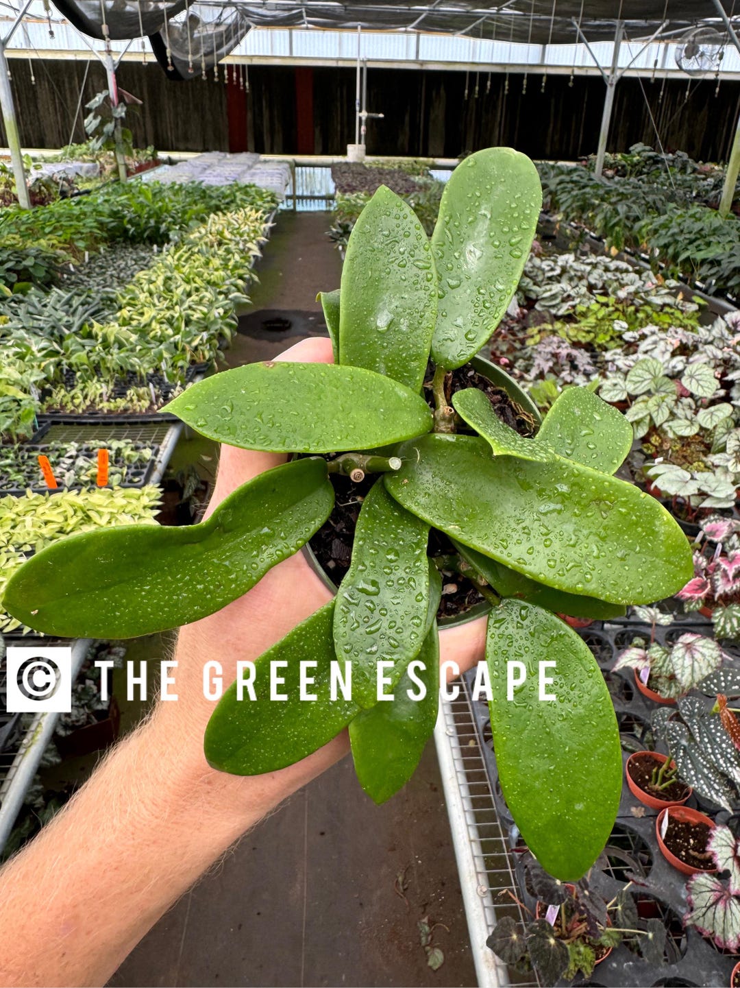 Hoya Meliflua 4” Pot (ALL PLANTS Require You to Purchase 2 Plants!) - Etsy