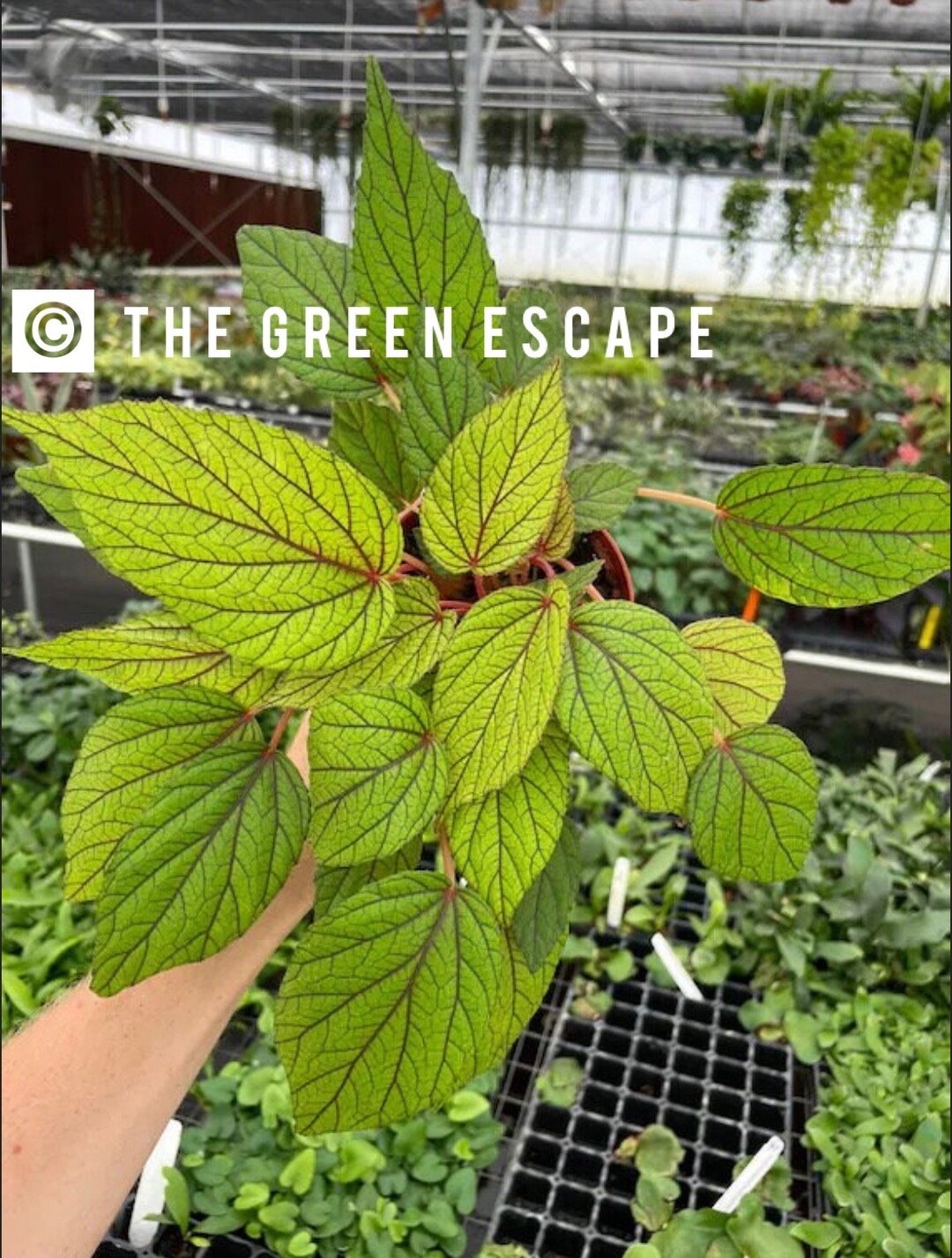 Begonia Abdullahpieei Starter Plant (ALL STARTER PLANTS Require You to ...