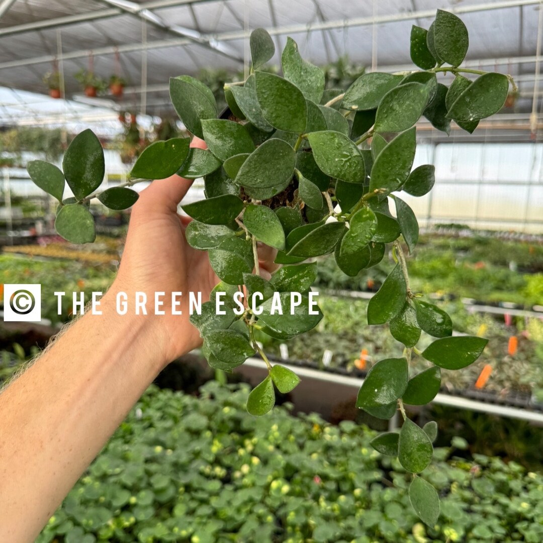 Hoya Pubera 4” Pot (ALL PLANTS Require You to Purchase 2 Plants!) - Etsy