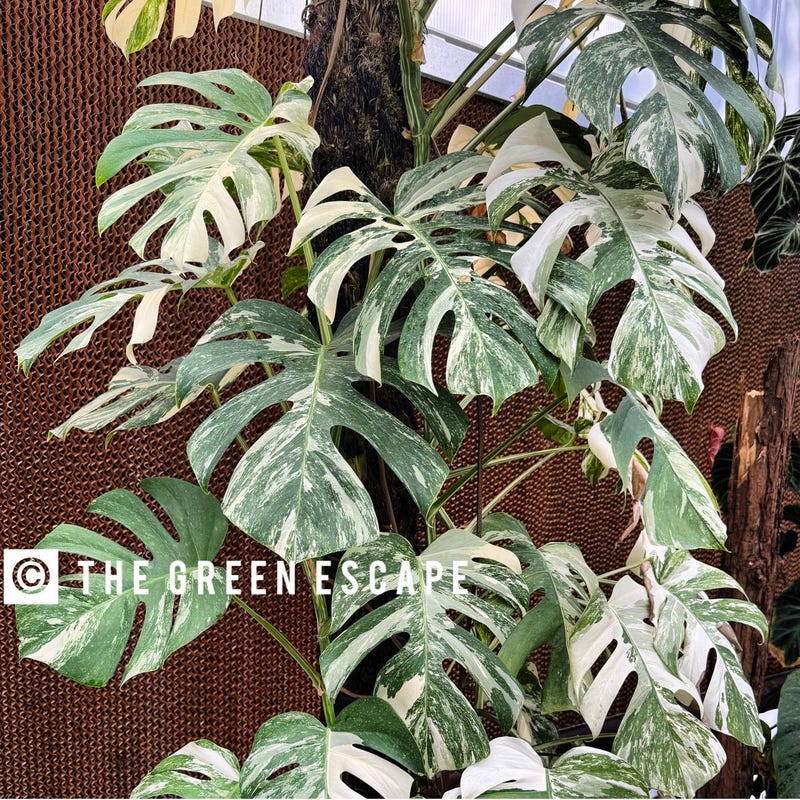 Tropical Tissue Culture - Etsy