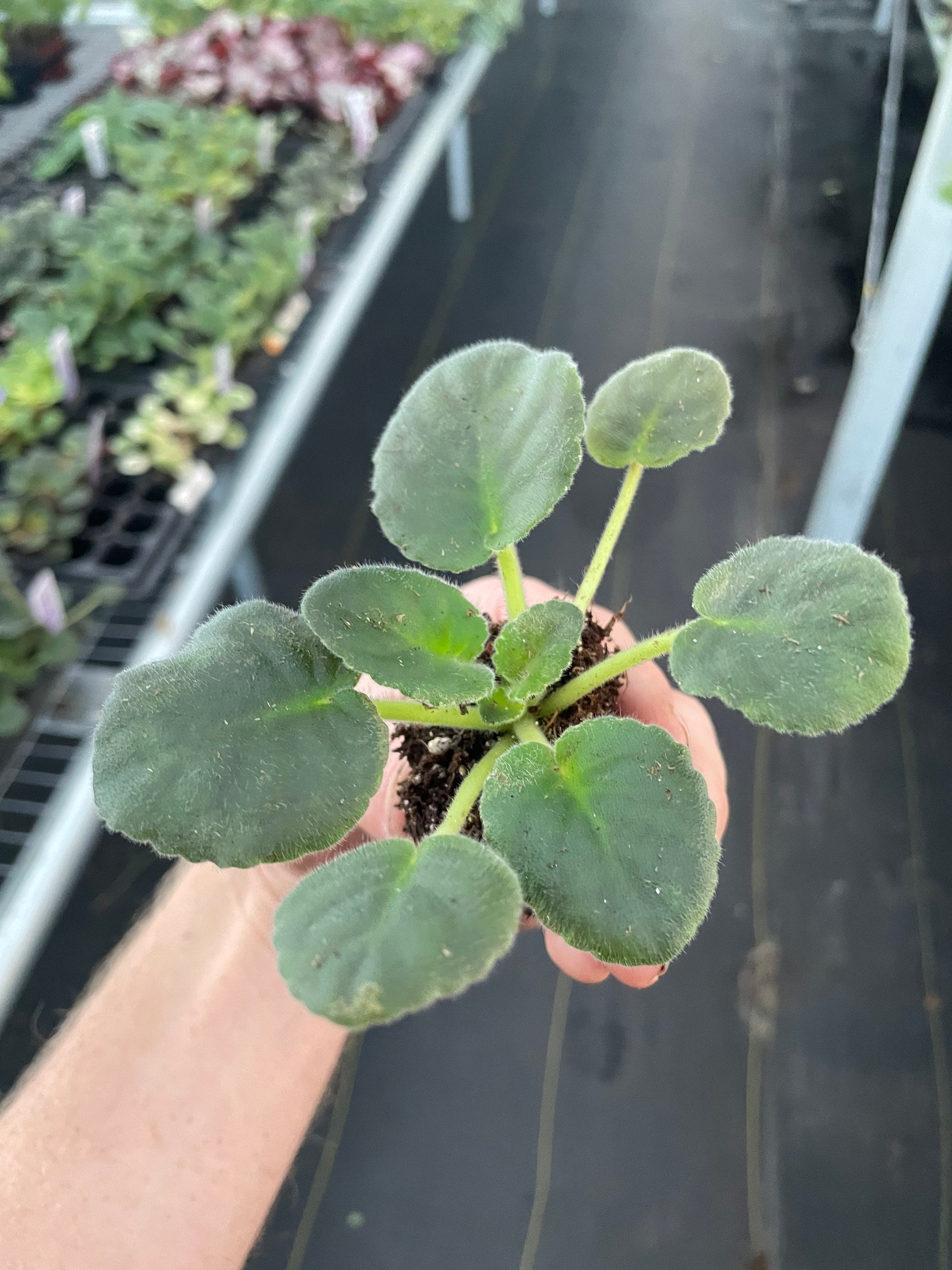 RS Ariel African Violet Starter Plant (ALL Starter PLANTS Require You ...