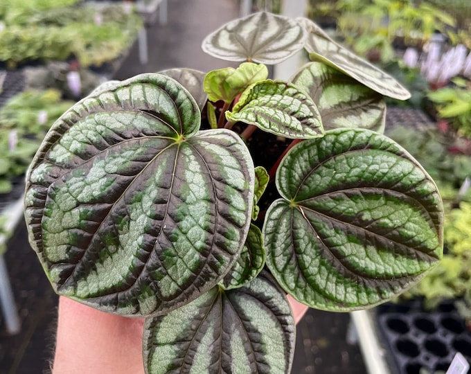 Peperomia Dragon Skin Starter Plant (ALL STARTER PLANTS Require You to ...