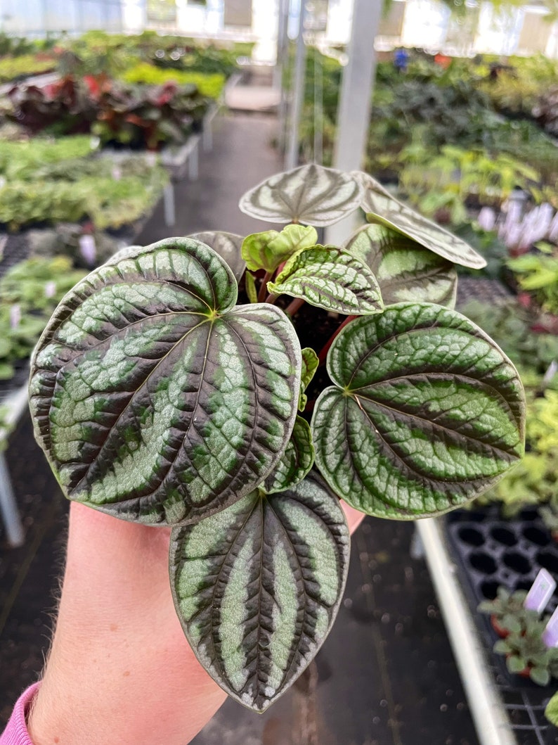 Peperomia Dragon Skin Starter Plant ALL STARTER PLANTS - Etsy