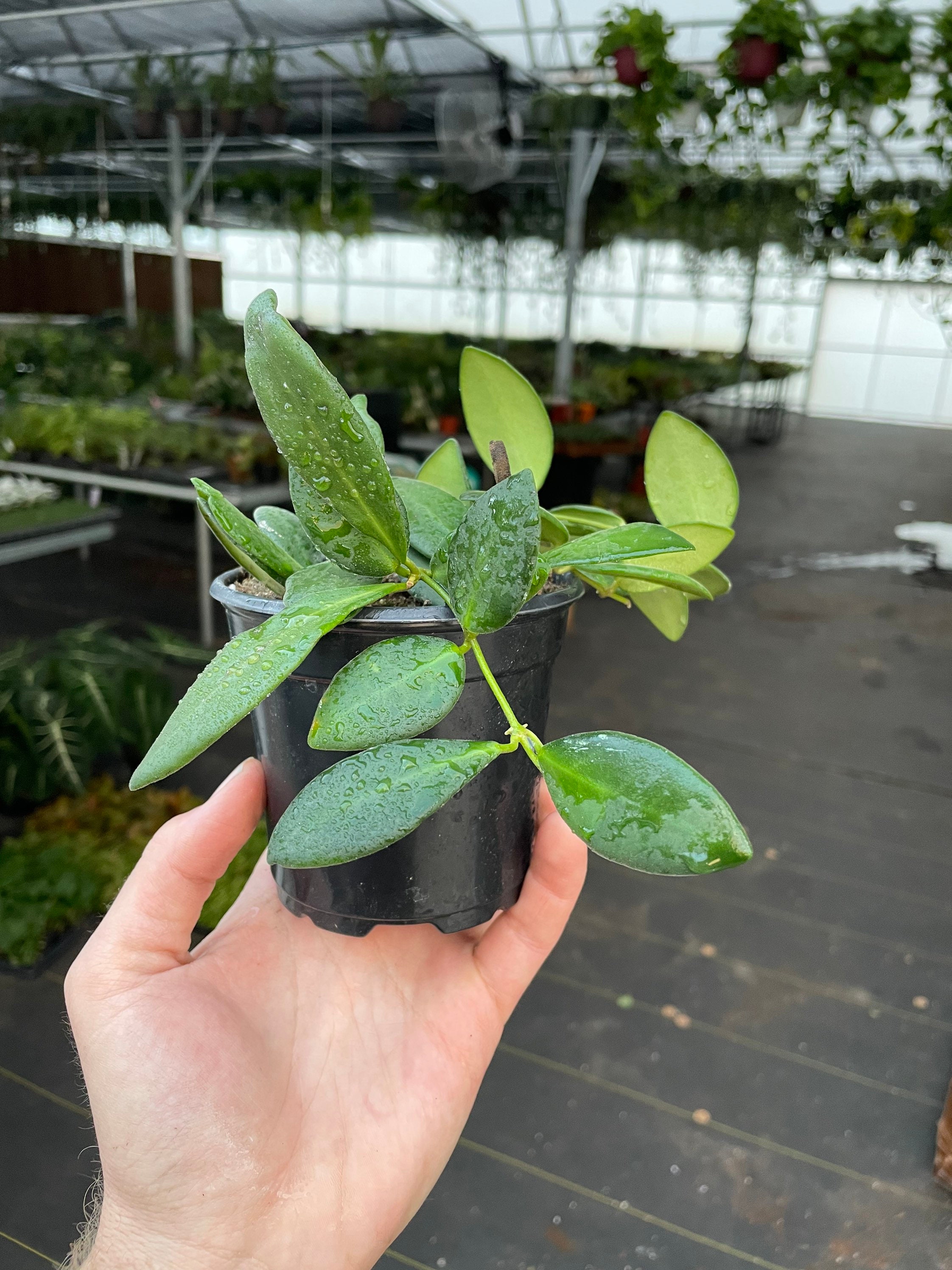 Hoya DS-70 “burtoniae ” 4” Pot (ALL PLANTS Require You to Purchase 2 ...