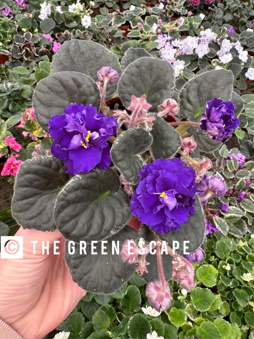 Festival on Ice African Violet Starter Plant (ALL STARTER PLANTS ...