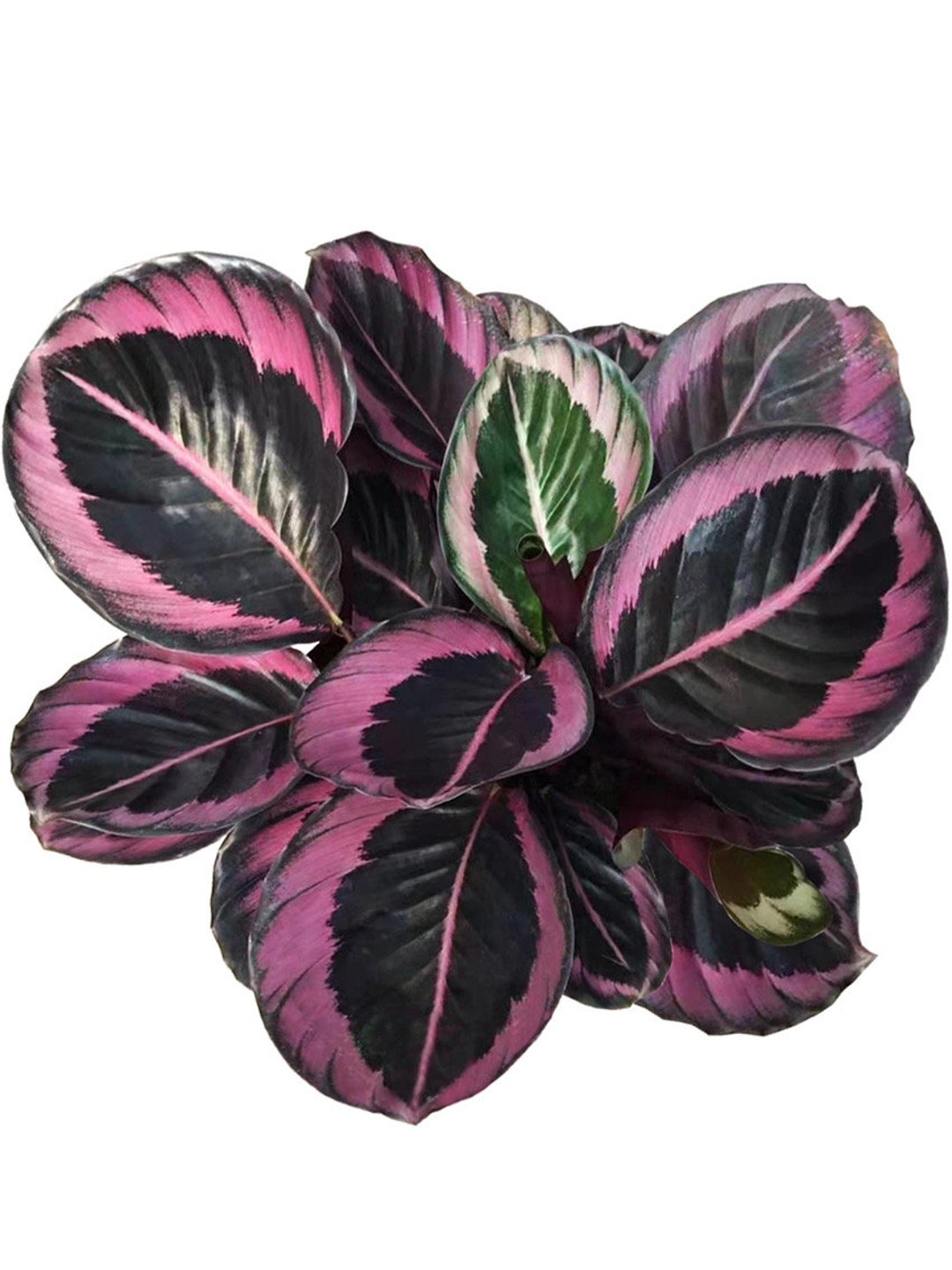Calathea Red Mojo Starter Plant ALL STARTER PLANTS Require You to ...