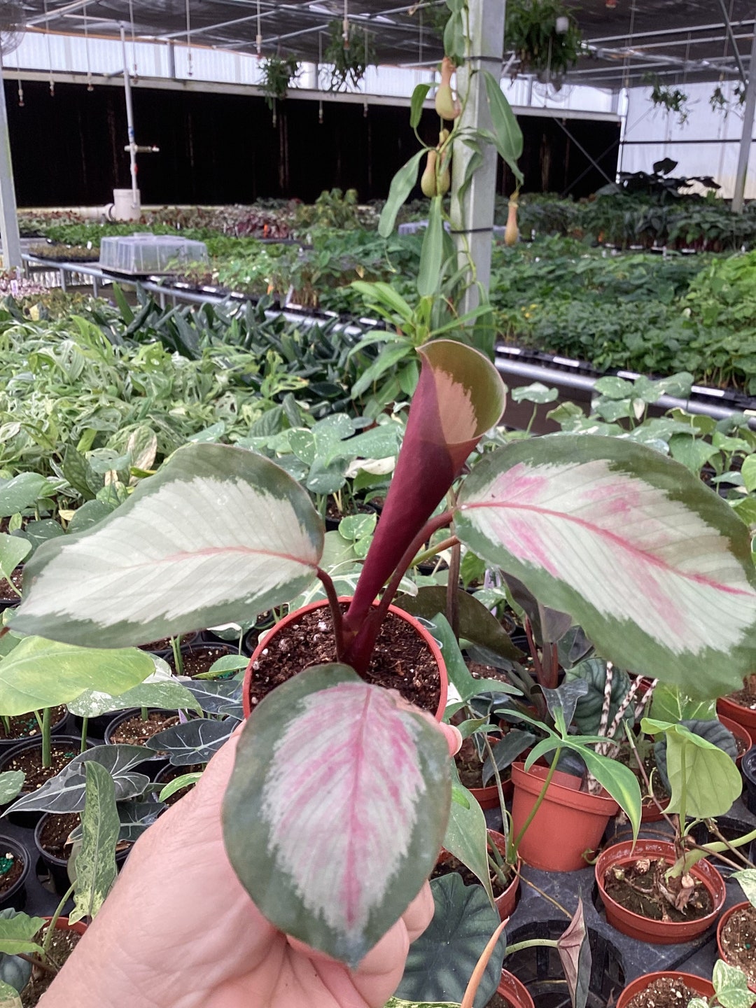 Calathea Royal Standard 2” Pot (ALL PLANTS Require You to Purchase 2 ...