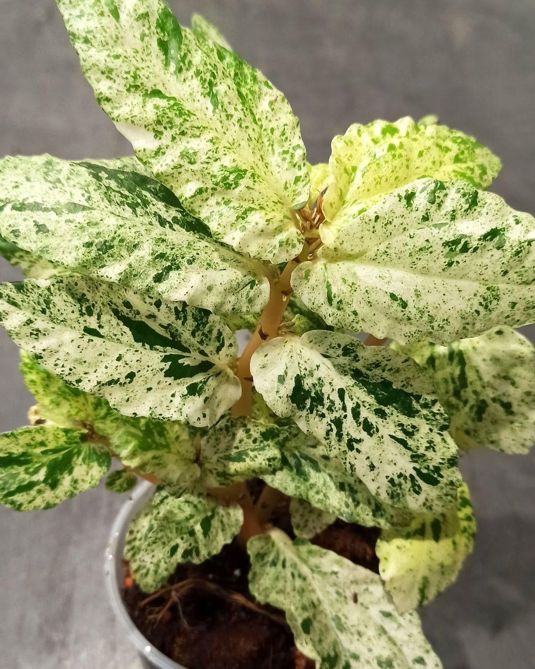 Pellionia Repens Variegated Starter Plant (ALL STARTER PLANTS Require ...