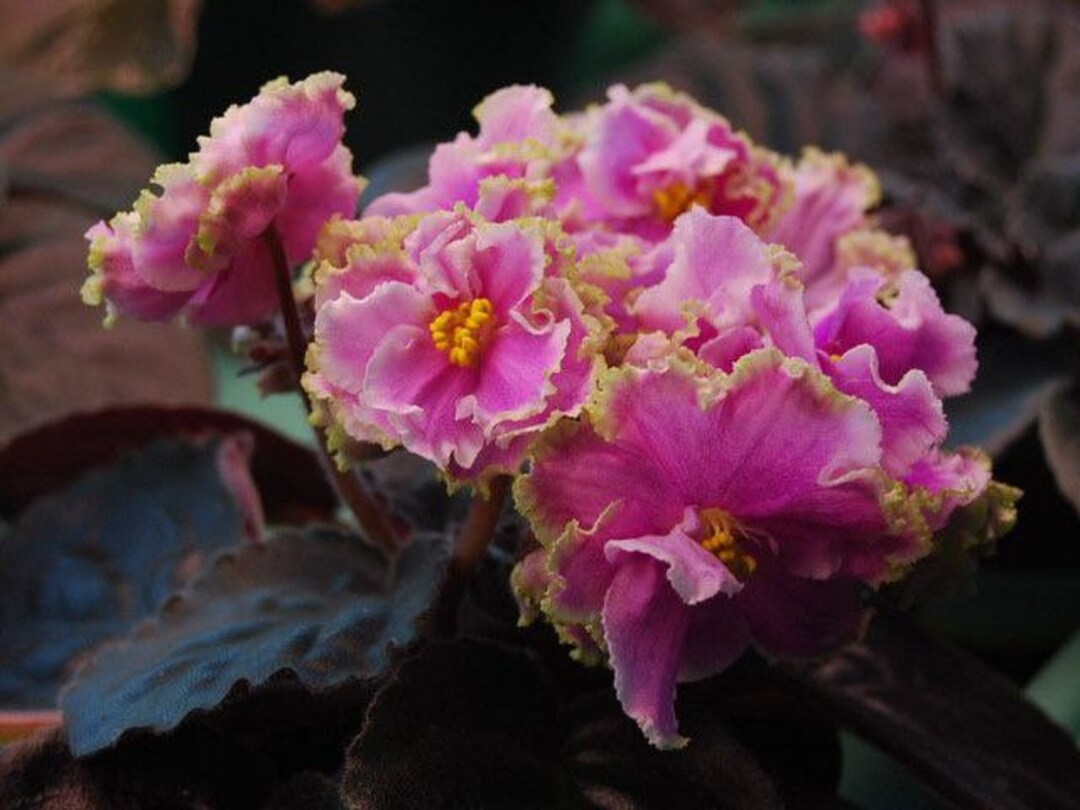 Silverglade Meadows African Violet Starter Plant (ALL Starter PLANTS ...