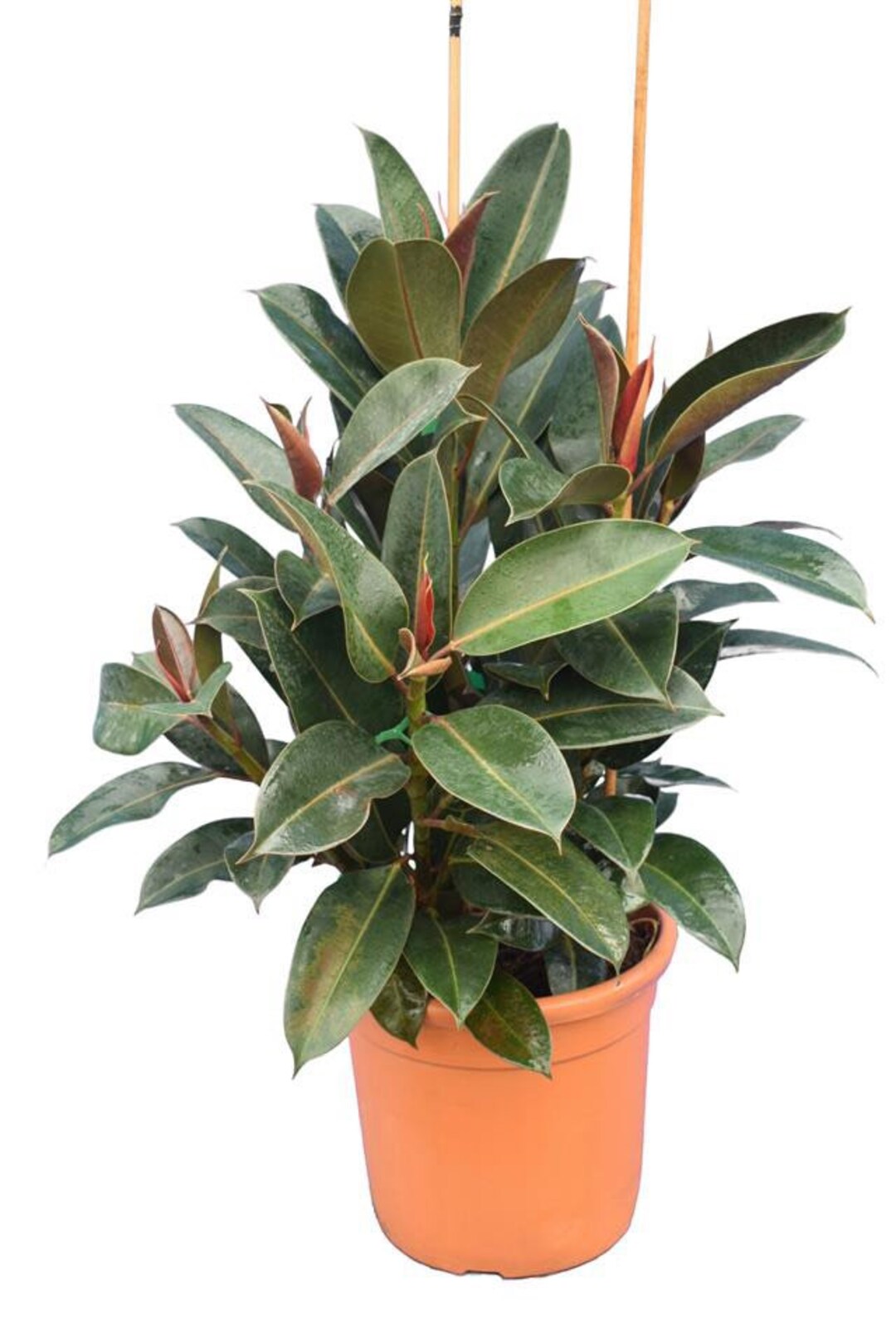 Ficus Melanie Starter Plant (ALL STARTER PLANTS Require You to Purchase ...