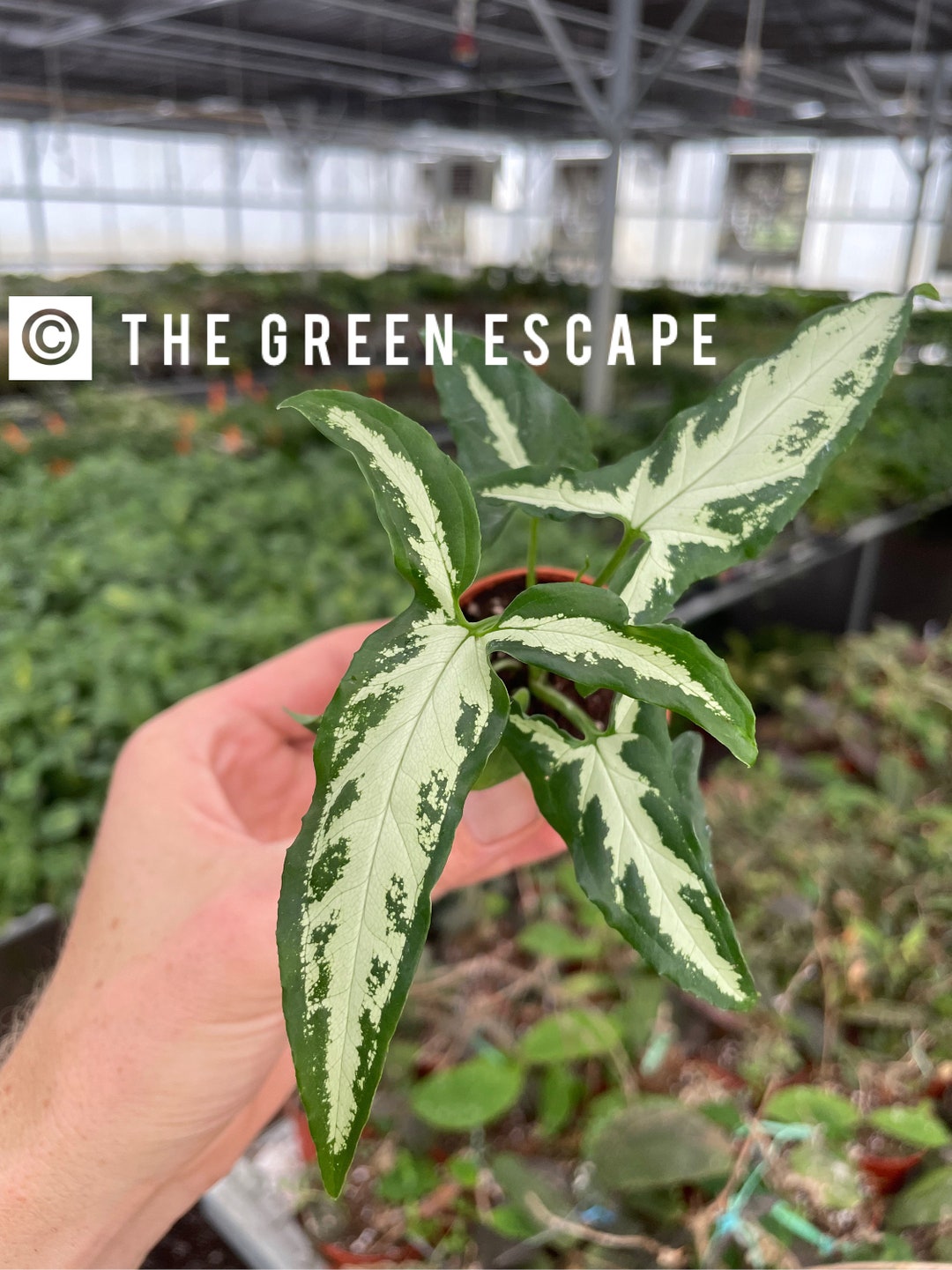 Syngonium Little Star 2” Pot (ALL PLANTS Require You to Purchase 2 ...