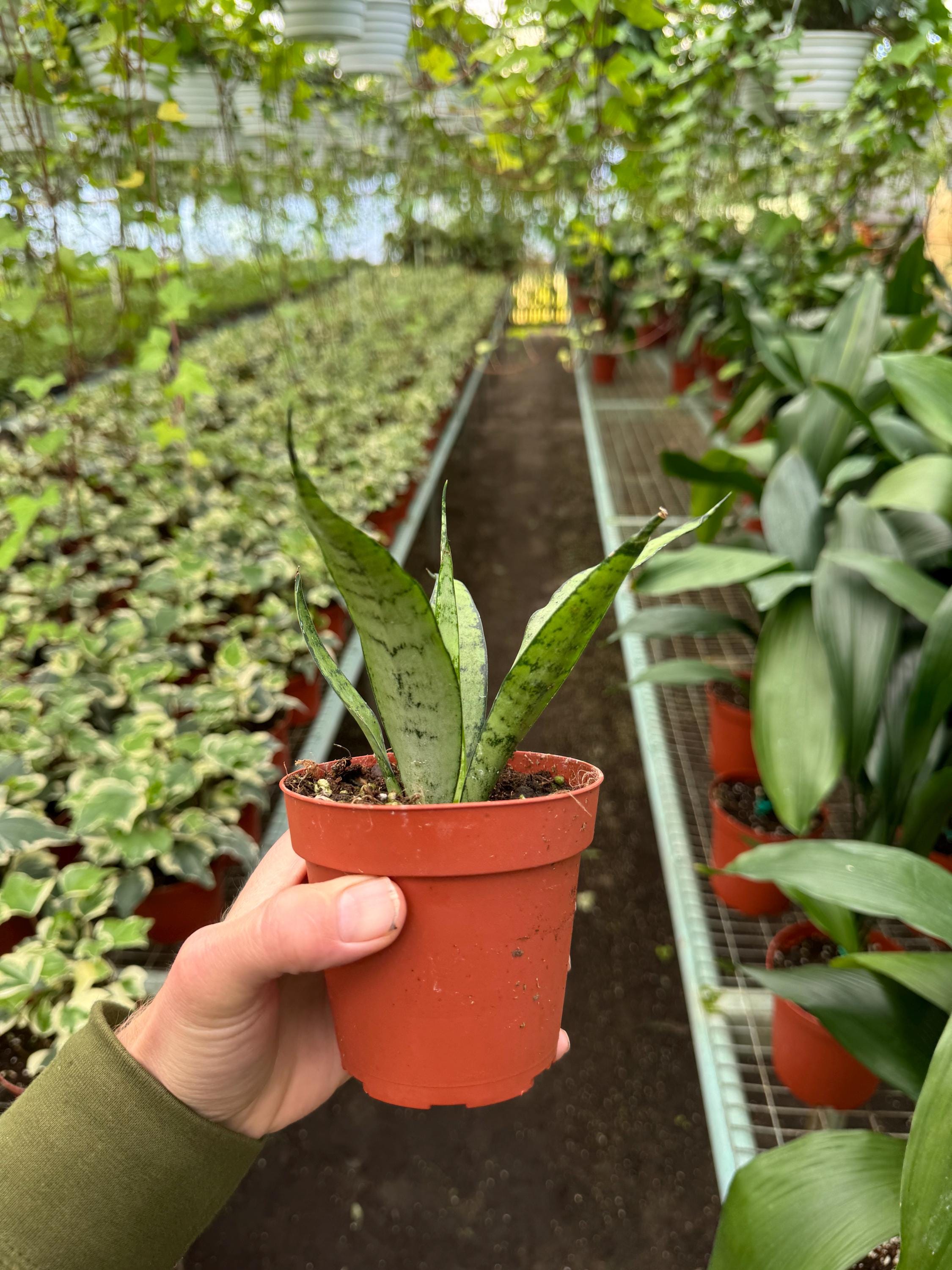 Sansevieria Silver Princess 4”pot (ALL PLANTS Require You to Purchase 2 ...