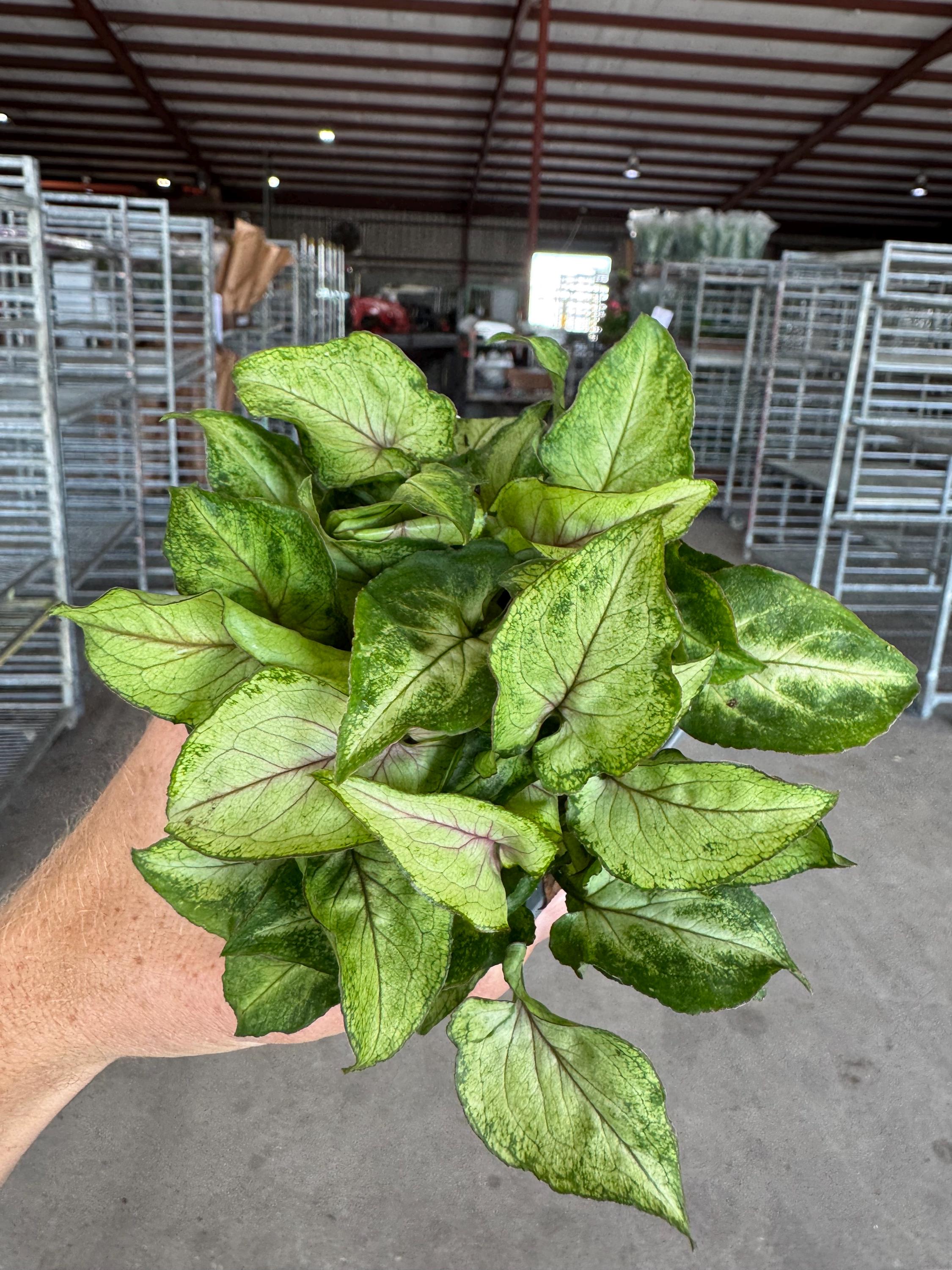 Syngonium Red Yami 3” Pot (ALL PLANTS Require You to Purchase 2 Plants ...