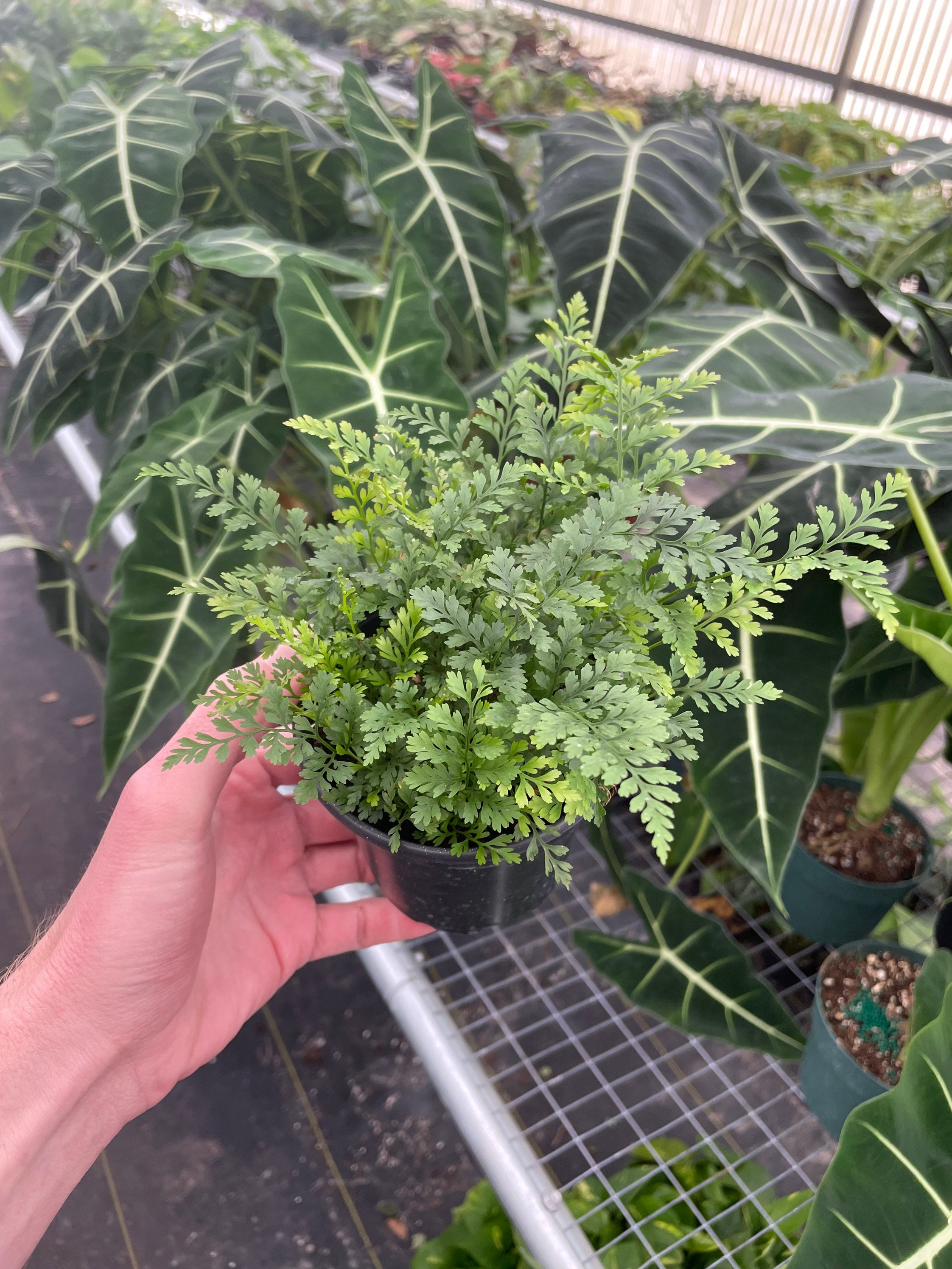 White Rabbit Foot Fern 4” Pot (ALL PLANTS Require You to Purchase 2 ...
