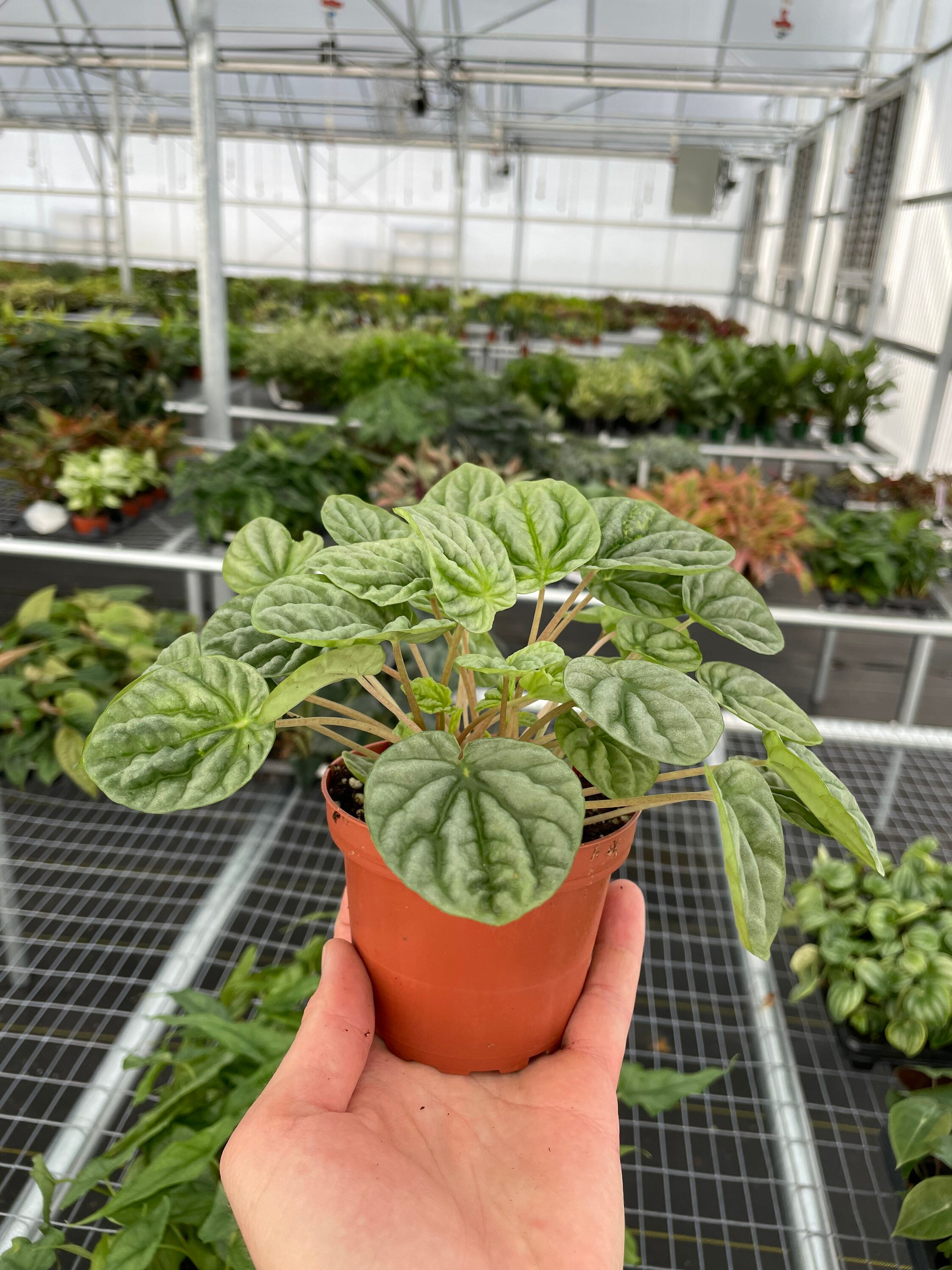 Peperomia Emerald Ripple 4pot ALL PLANTS Require You to - Etsy