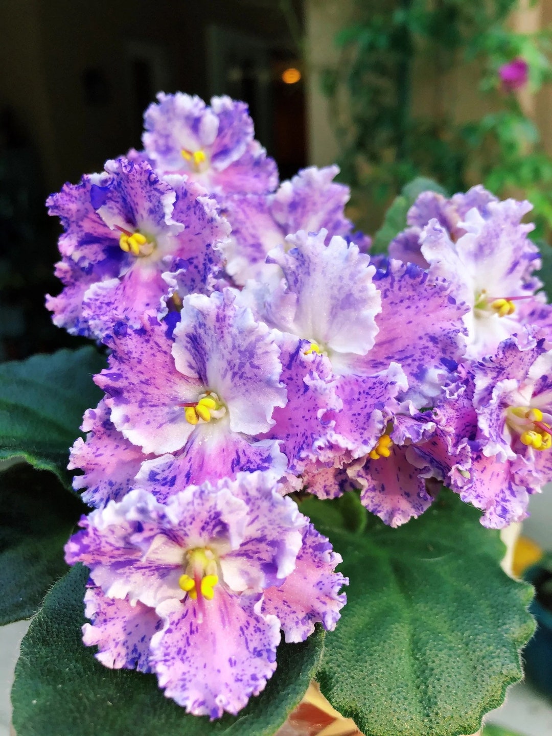 Amour Elite African Violet Starter Plant ALL Starter PLANTS - Etsy