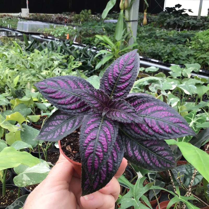 Persian Shield - Etsy