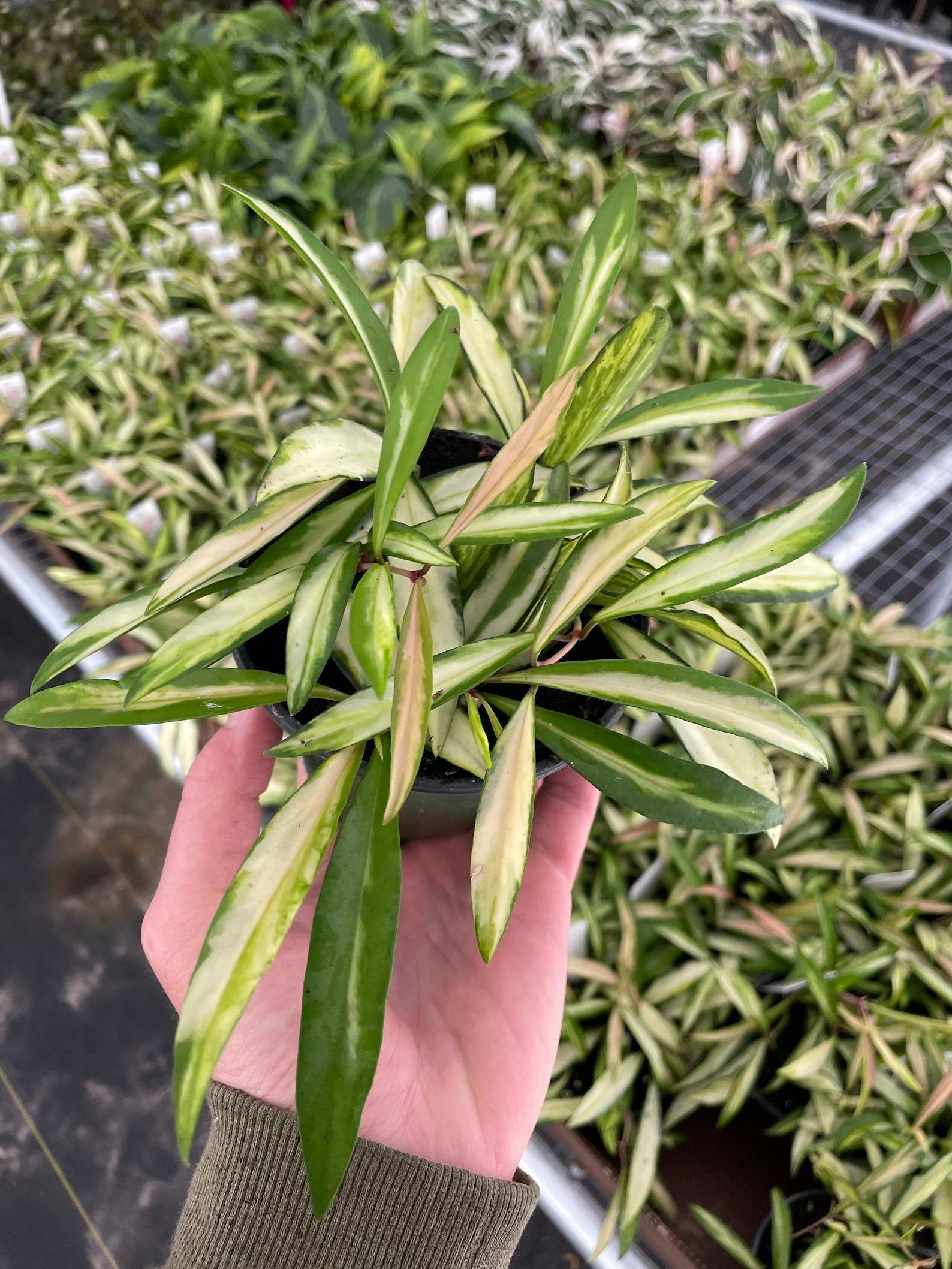 Hoya Wayetti Tricolor 4 Pot ALL PLANTS Require You to - Etsy