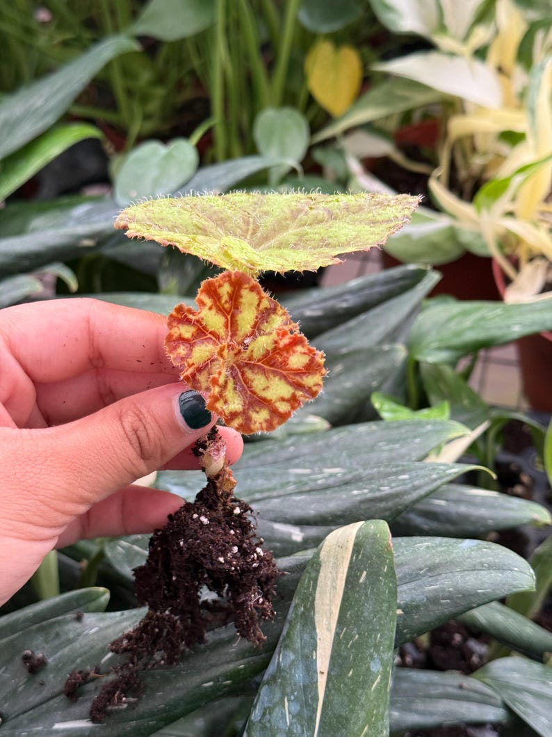 Begonia Cowardly Lion Starter Plant (ALL STARTER PLANTS Require You to ...