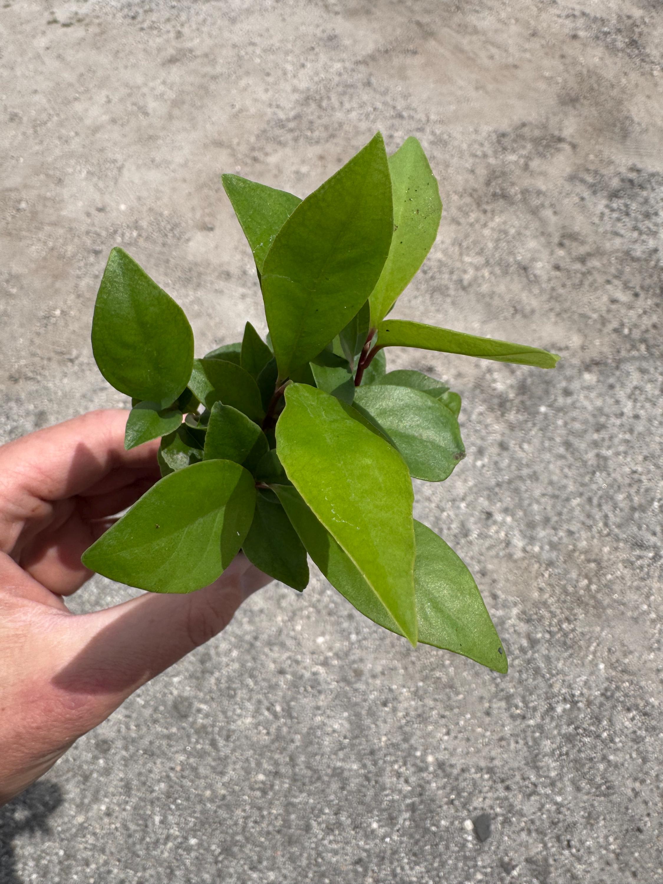 Ardisia Humilis Starter Plant (ALL STARTER PLANTS Require You to ...