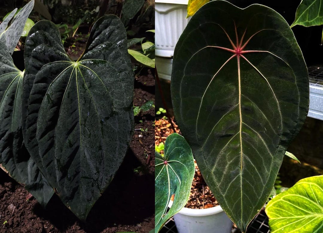 Seed Grown Anthurium Red Spider X Xone Starter Plant (ALL STARTER ...