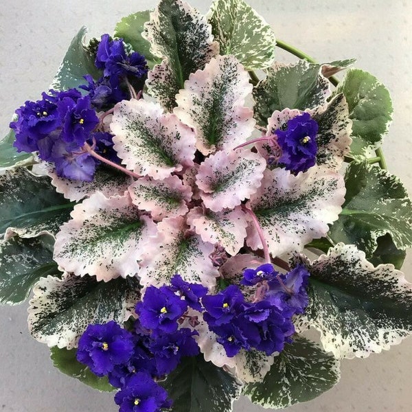 Rare African Violets - Etsy