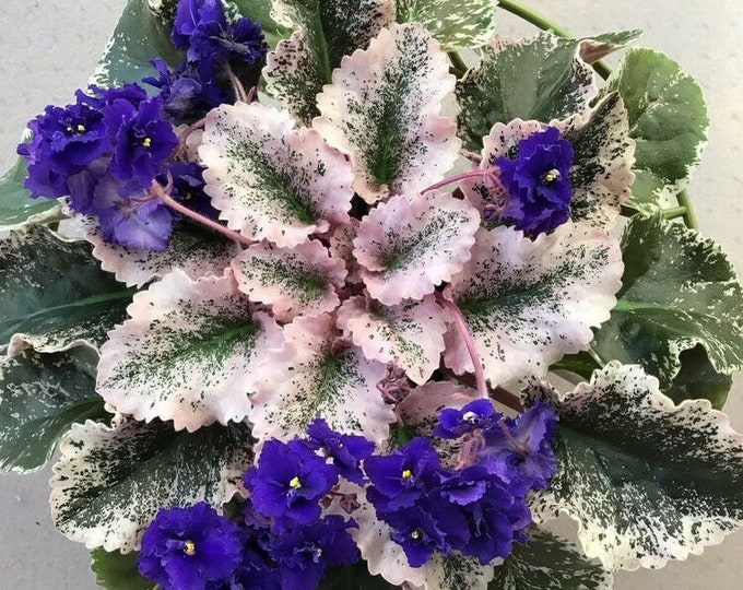 Tiger African Violet Starter Plant (ALL PLANTS Require You to Purchase ...