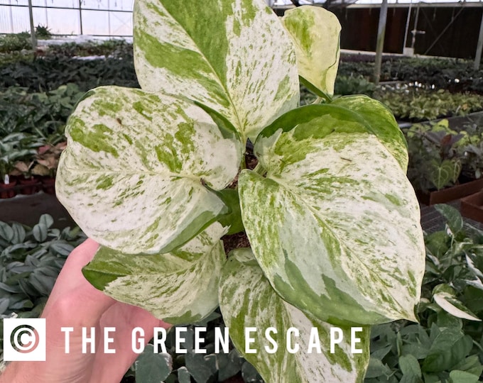 Lizard Queen Pothos - Etsy