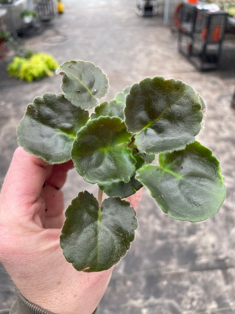 Harmonys Sparkling Money African Violet Starter Plant ALL - Etsy