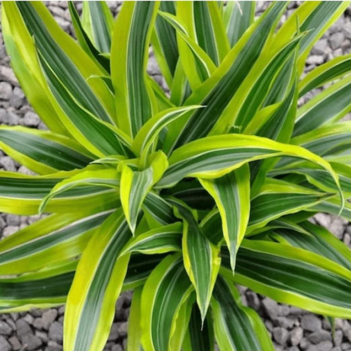 Dracaena Marley Starter Plant ALL STARTER PLANTS Require You - Etsy